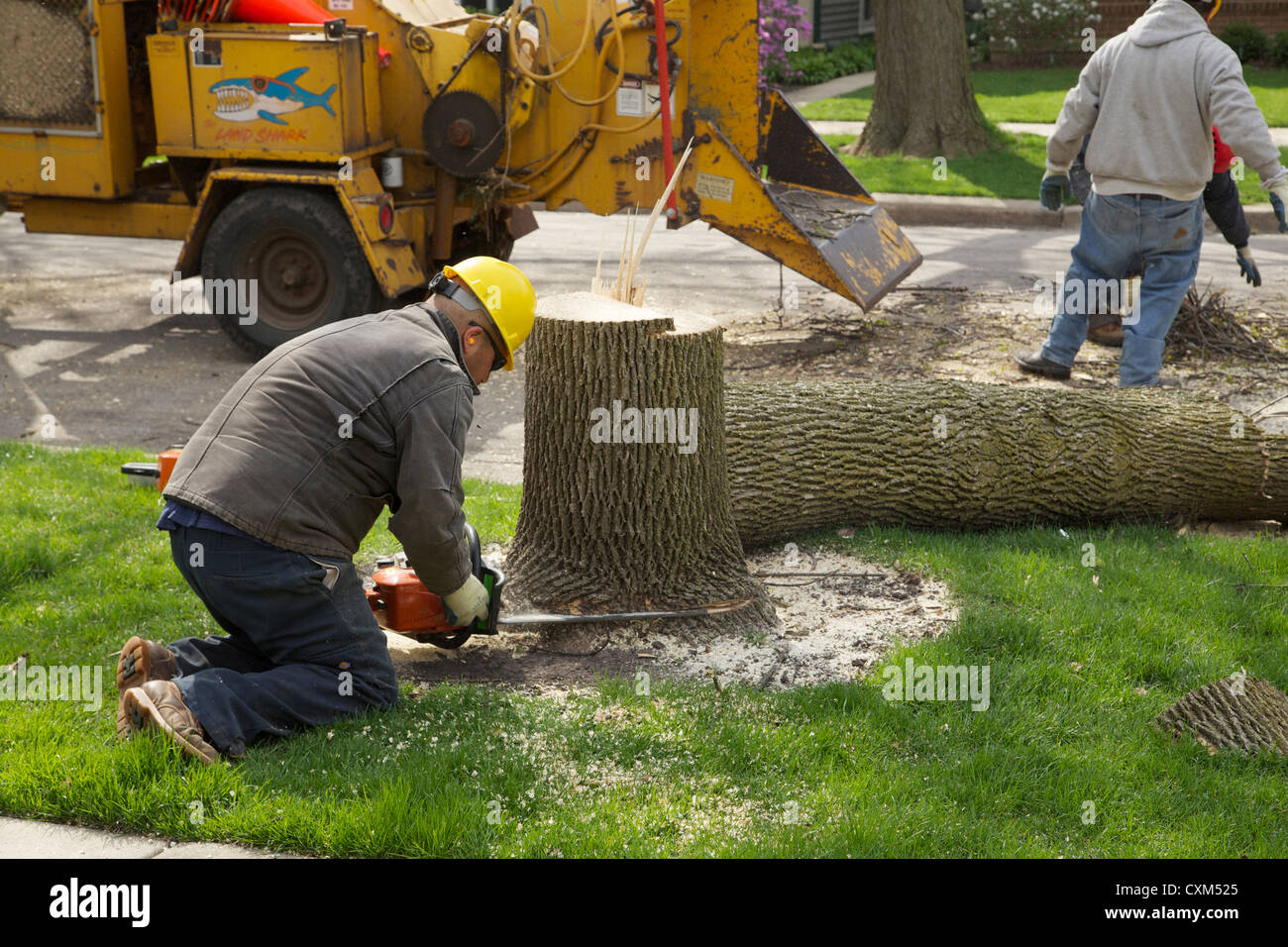 Workers remove a white ash tree killed by emerald ash borer infestation ...