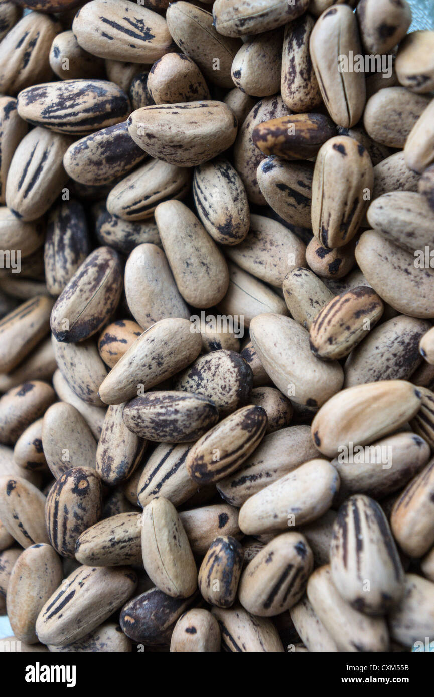 Pinon nuts hi-res stock photography and images - Alamy