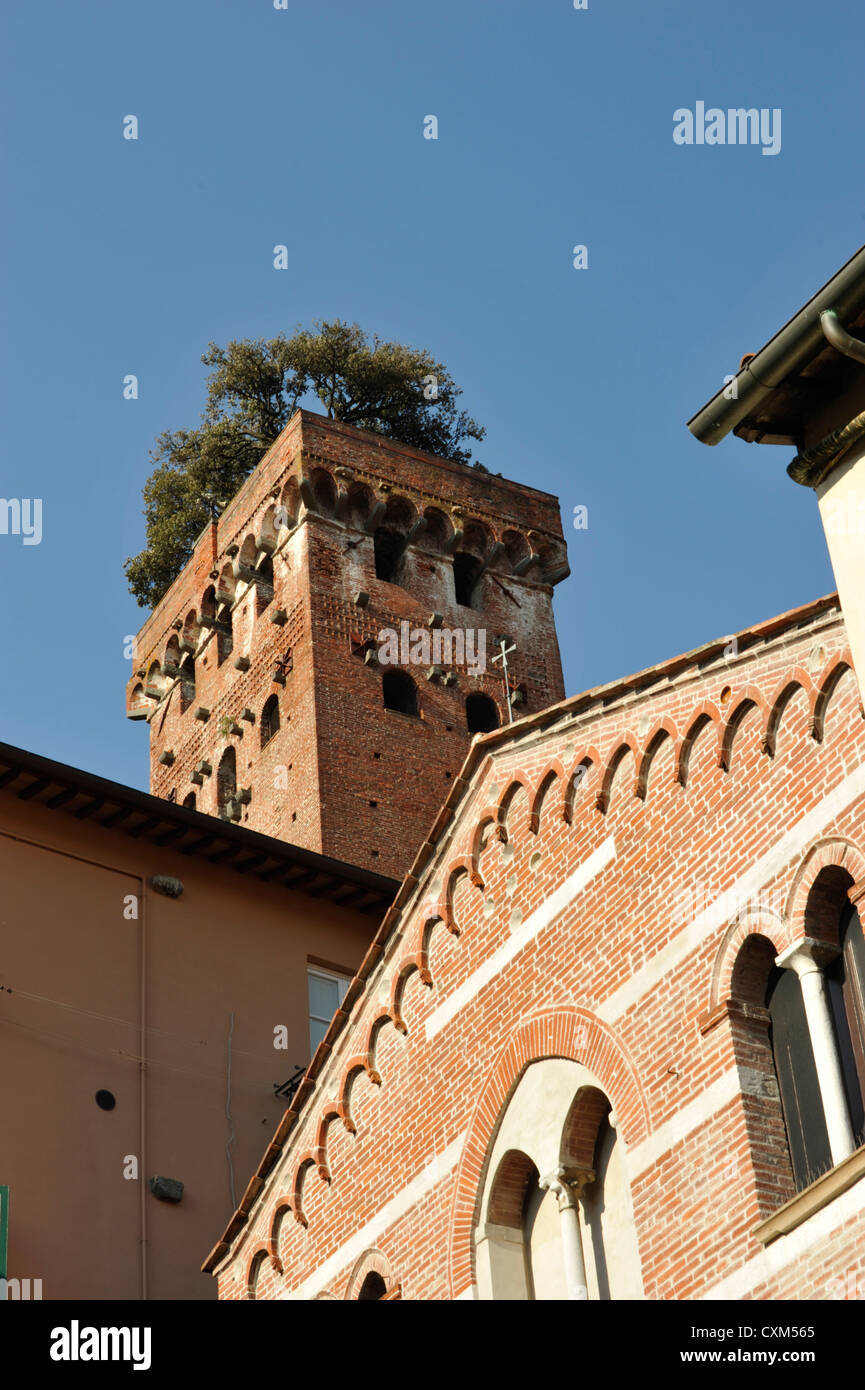 Torre Guinigi with trees growing out of the top in Lucca Tuscany Italy ...