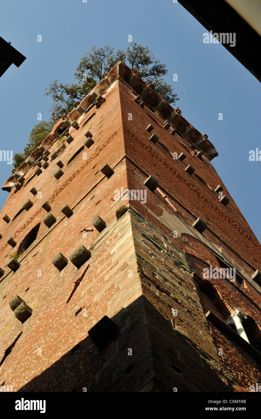 Tree topped tower torre guinigi via santandrea lucca hi-res stock ...