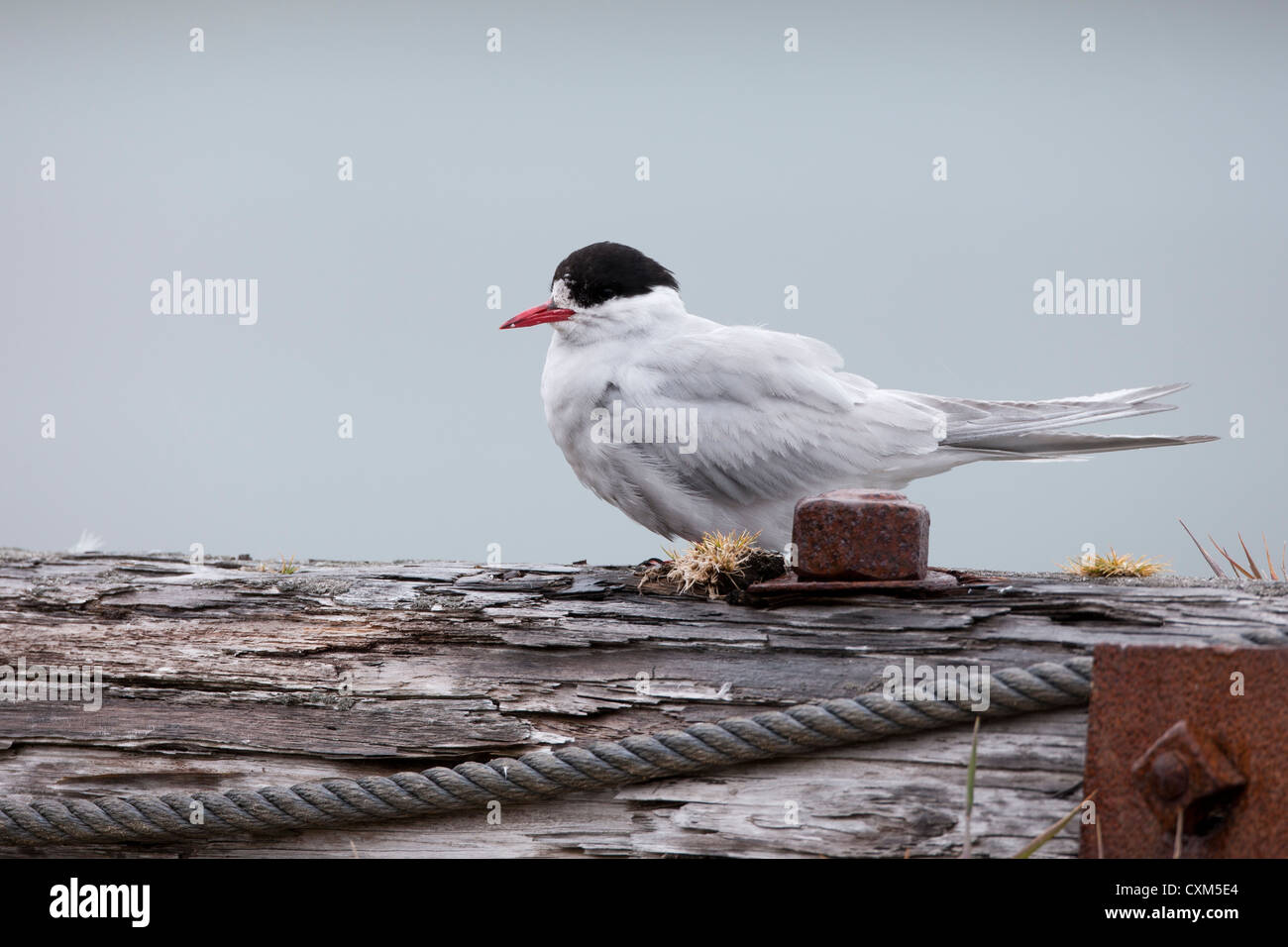 Antarctic Tern (Sterna vittata georgiae), South Georgia subspecies ...