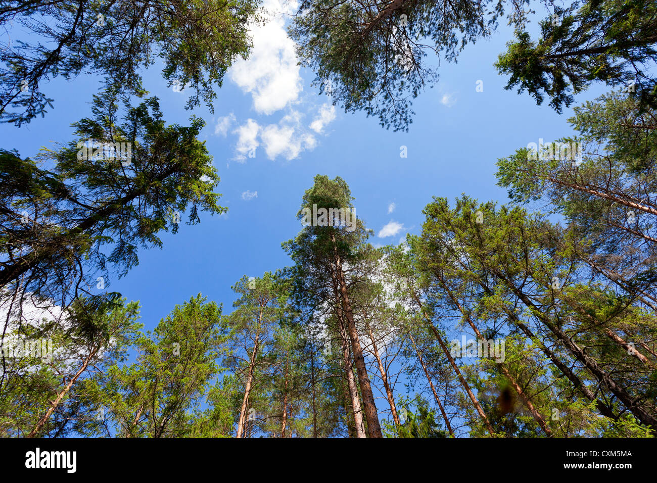 Tall pine trees in the forest Stock Photo - Alamy