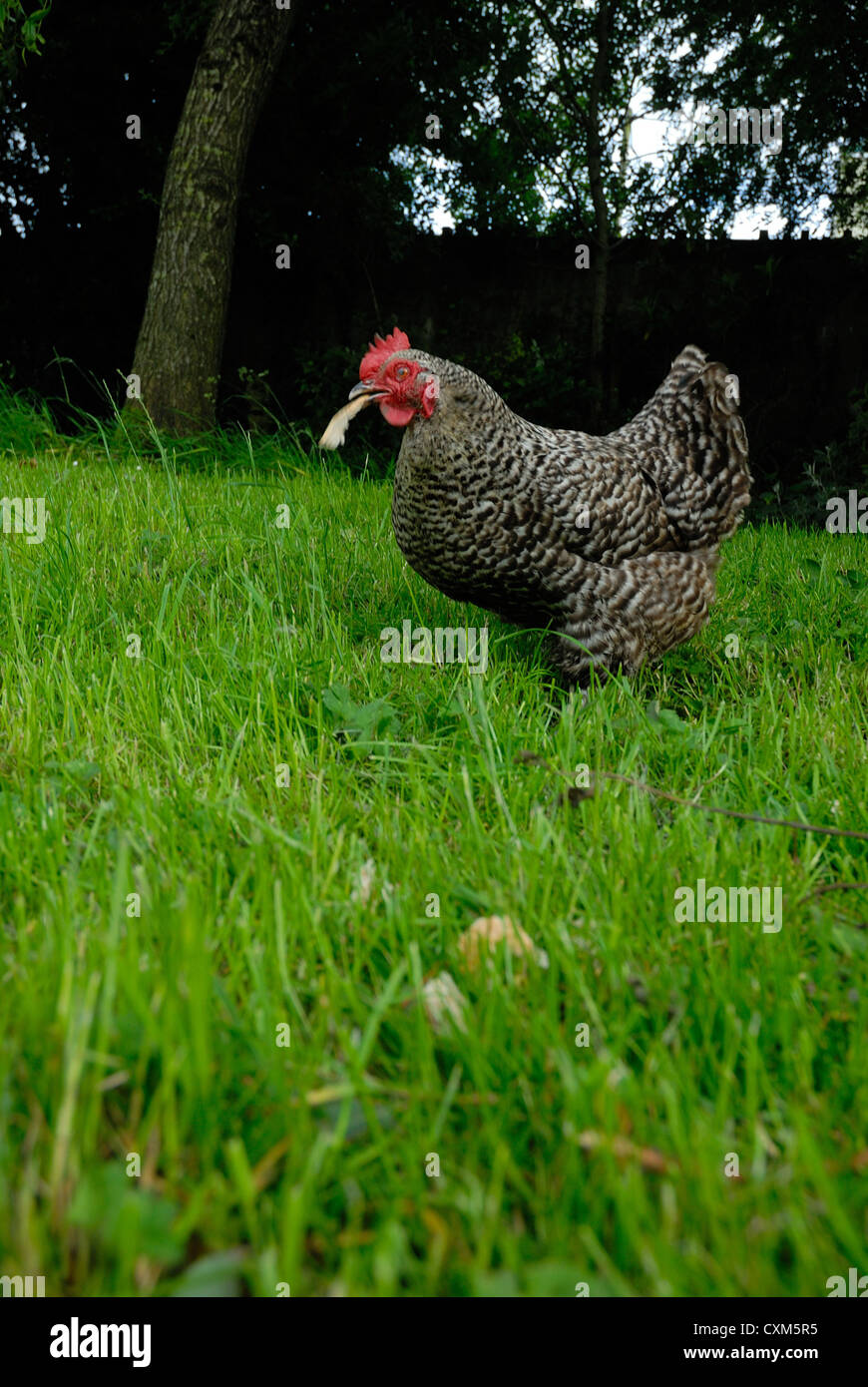 Maran chicken hi-res stock photography and images - Alamy