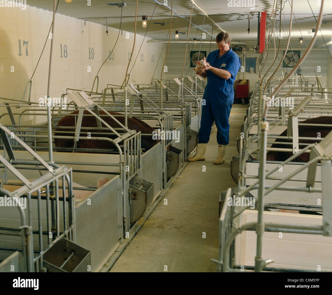VET OR FARMER INSPECTING YOUNG PIG Stock Photo - Alamy