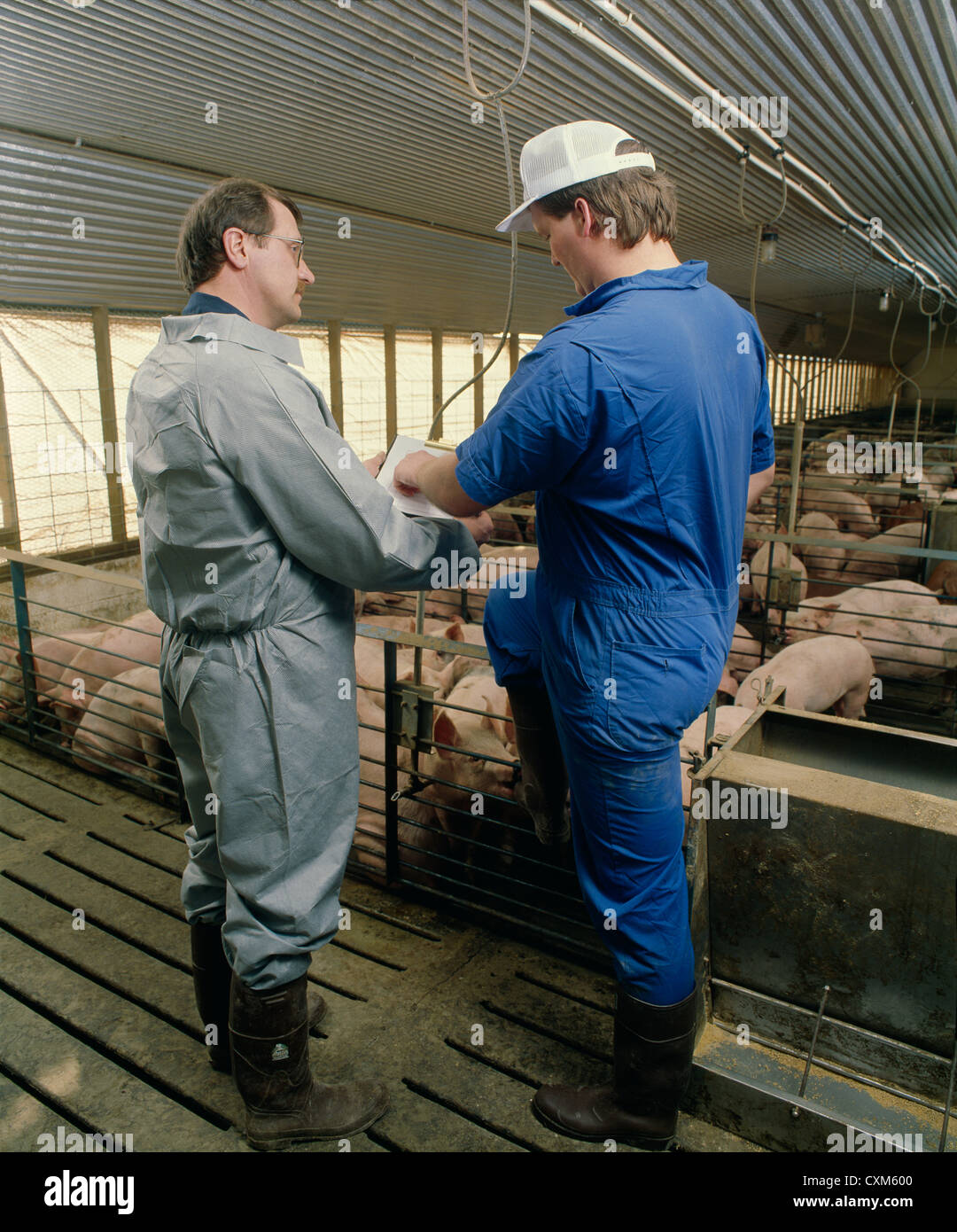 Hog pig swine talking hi-res stock photography and images - Alamy