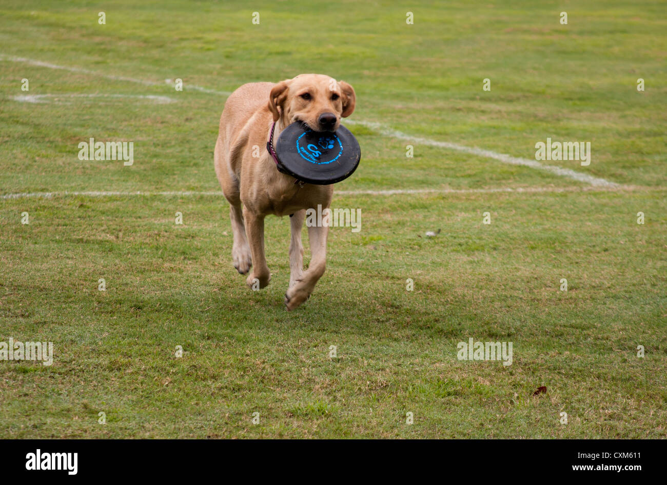Dog frisbee hi-res stock photography and images - Alamy