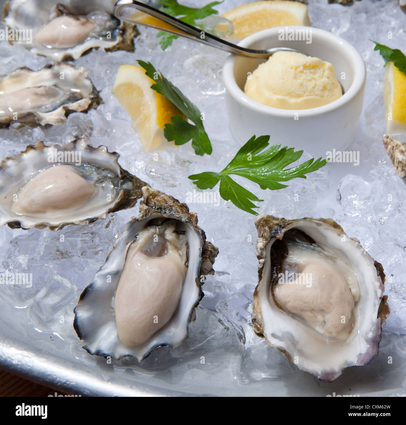Color photograph of oysters on the half shell on a bed of ice Stock ...