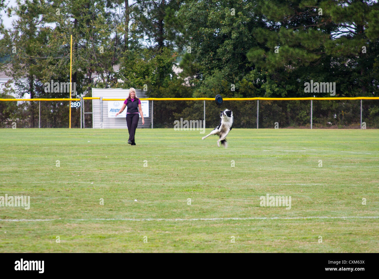 Dog catching frisbee in air hi-res stock photography and images - Alamy