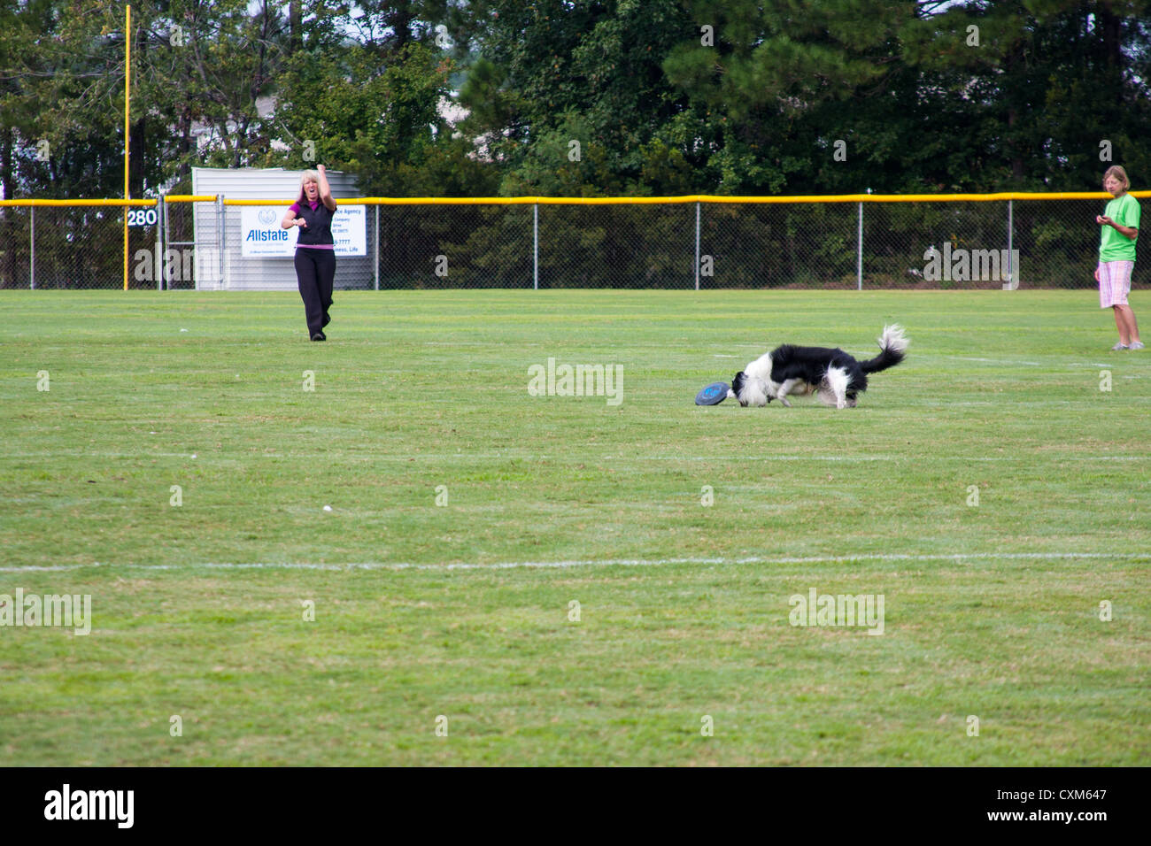 Dog missing frisbee hi-res stock photography and images - Alamy
