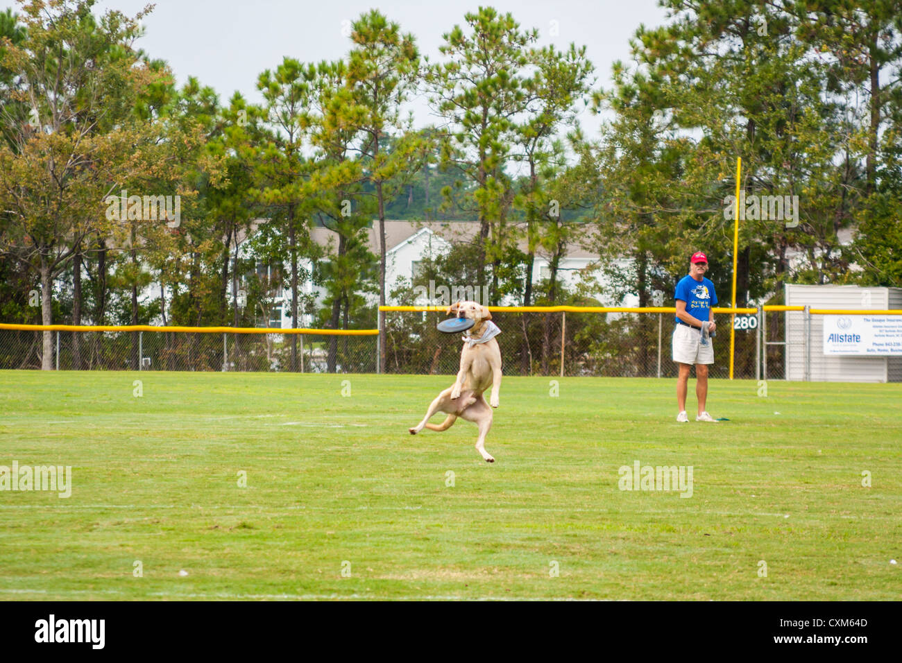 Dog catching frisbee in air hi-res stock photography and images - Alamy