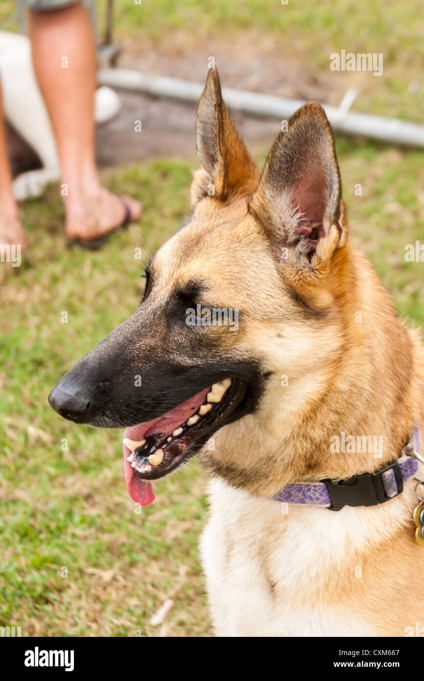 Dog catching frisbee hi-res stock photography and images - Alamy