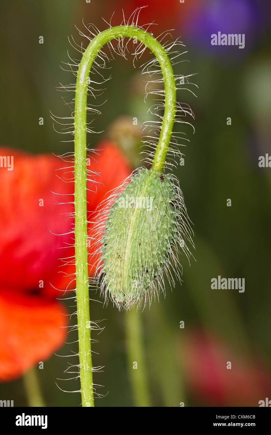 Icelandic Poppy Flower Buds - just starting to open Stock Photo - Alamy
