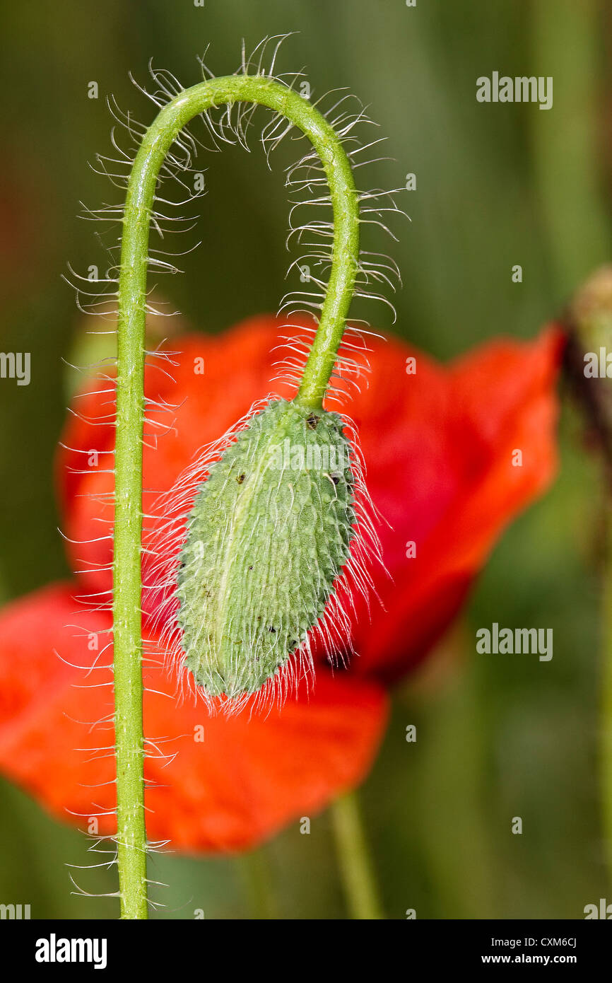 Icelandic Poppy Flower Buds - just starting to open Stock Photo - Alamy
