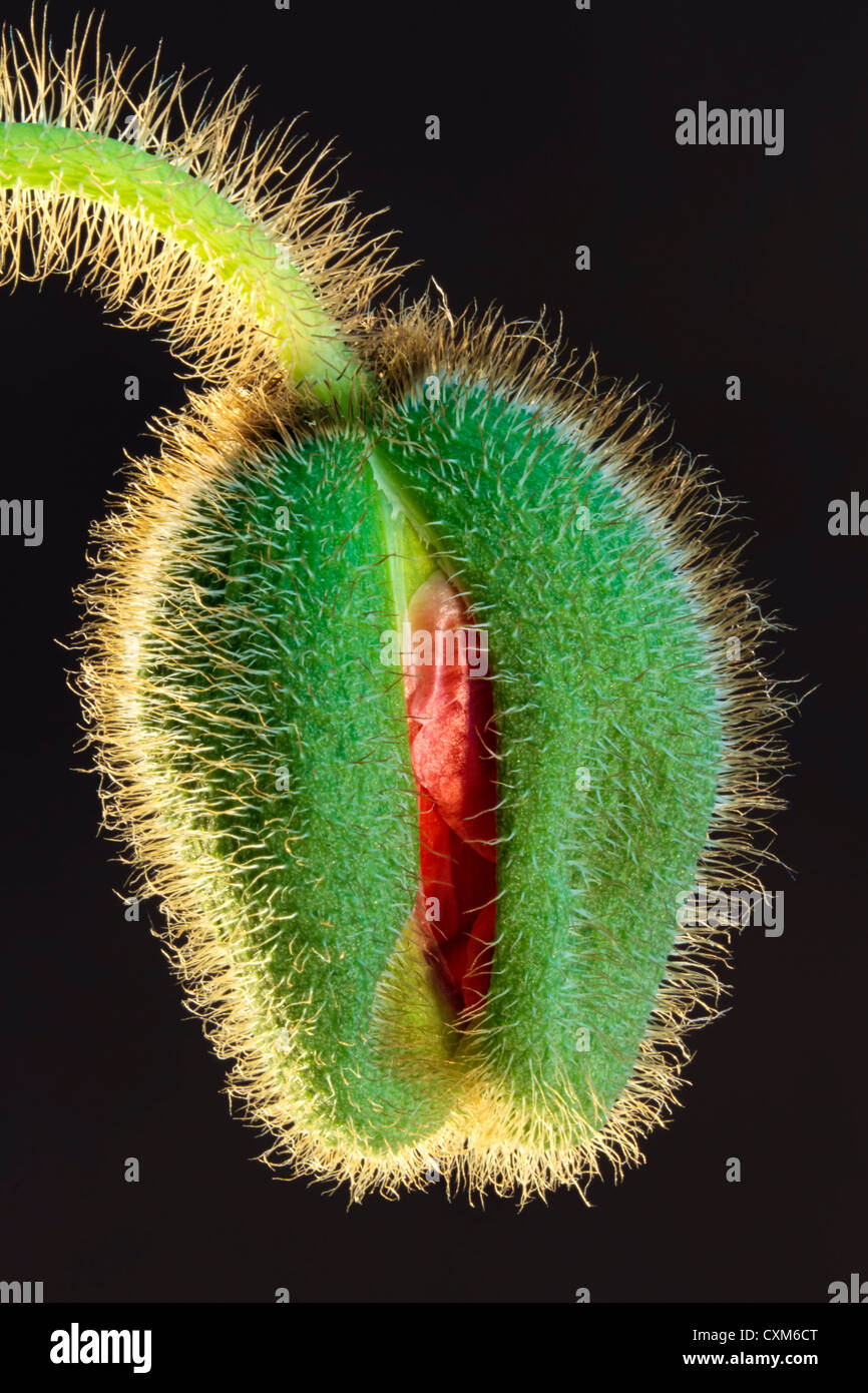 Icelandic Poppy Flower Buds - just starting to open Stock Photo - Alamy