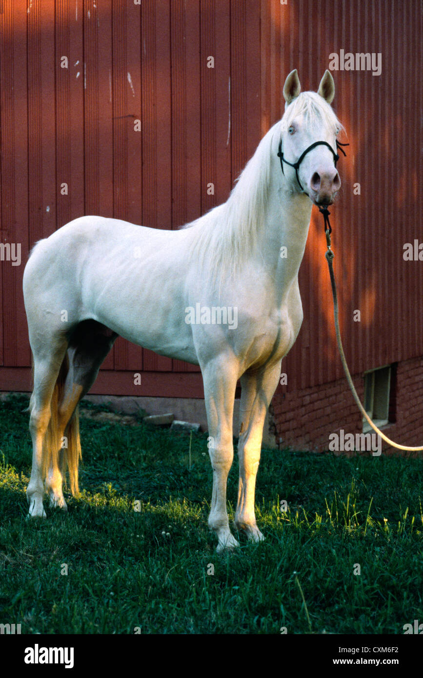 Missouri fox trotter horse hi-res stock photography and images - Alamy