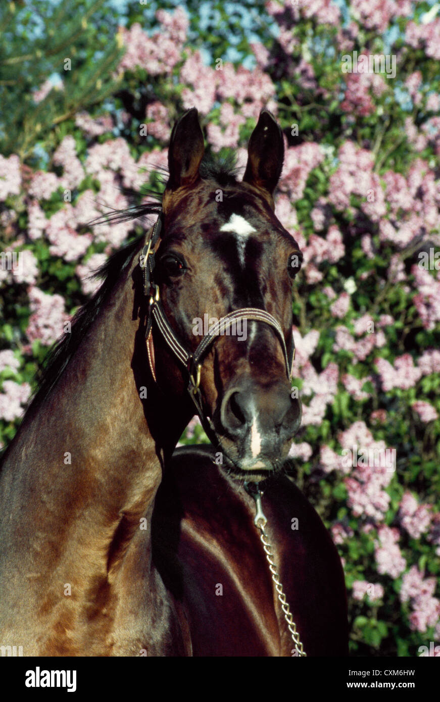 American standardbred horse hi-res stock photography and images - Alamy