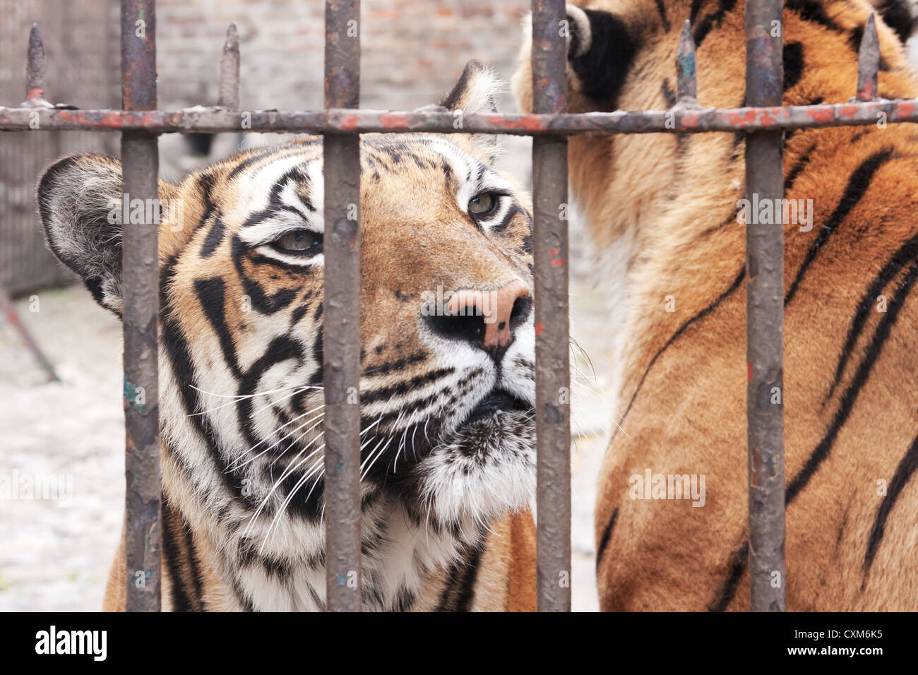 Tiger in cage hi-res stock photography and images - Alamy