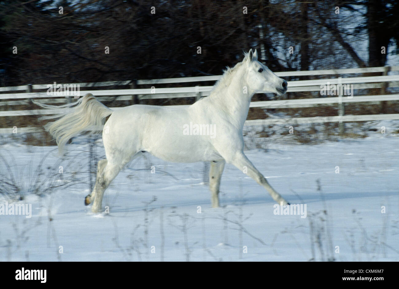 WHITE HORSE IN SNOW; ANGLO-TRAKEHNER 'STERLING' (TRAKEHNER-THOROUGHBRED ...