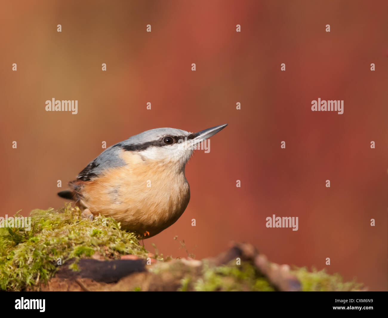 Portrait format of eurasian nuthatch hi-res stock photography and ...