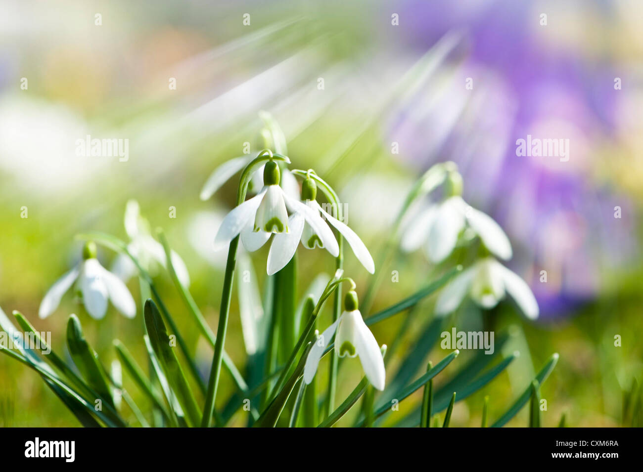 Snowdrops in springtime Stock Photo - Alamy