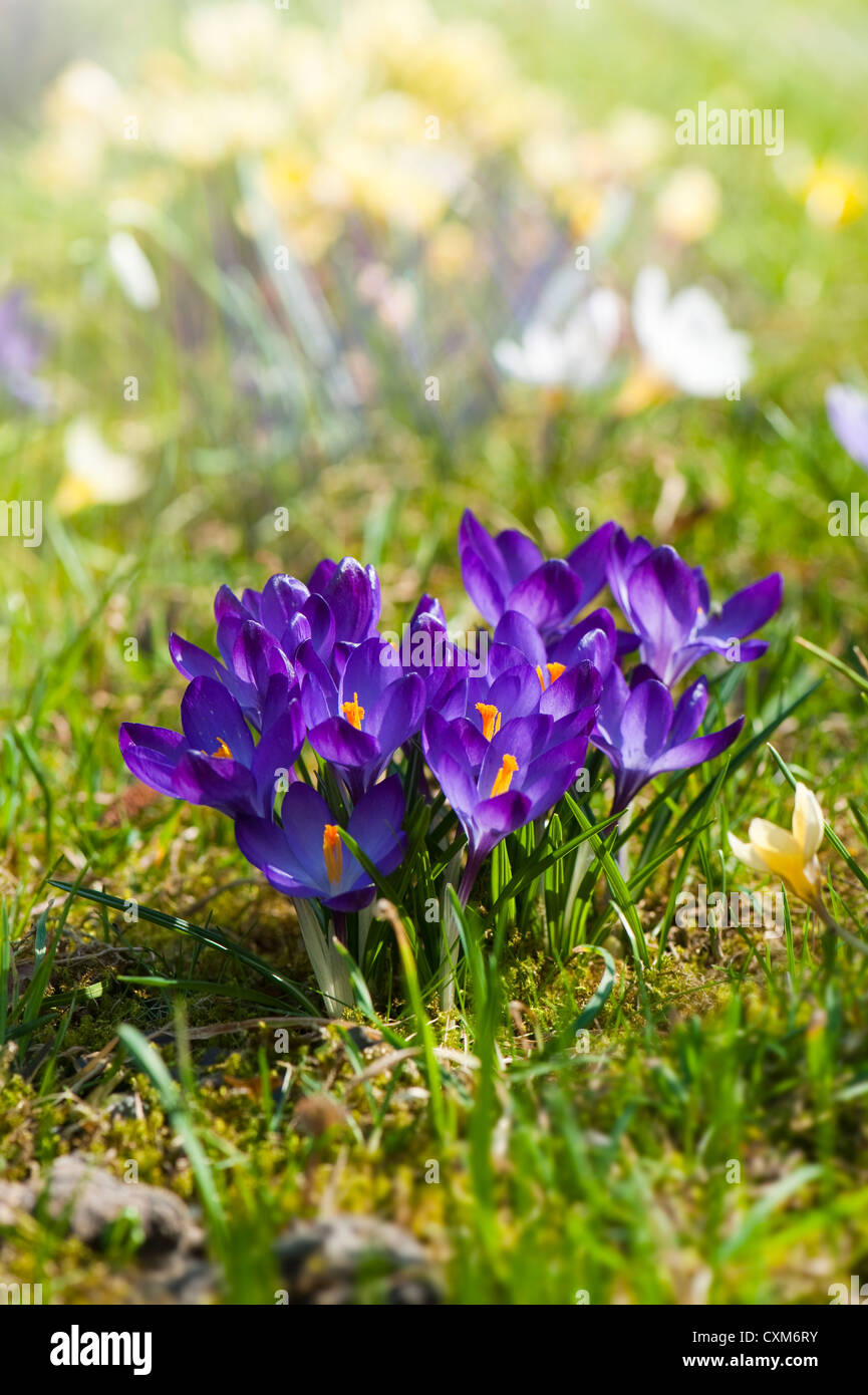 Meadow with vernal grass hi-res stock photography and images - Alamy