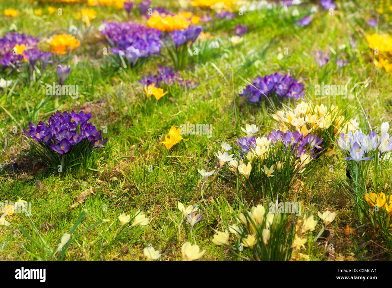 Mauve color meadow hi-res stock photography and images - Alamy