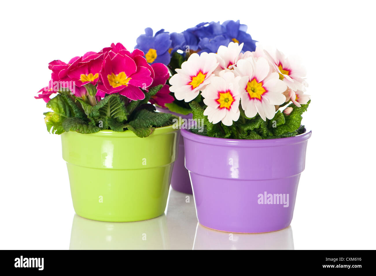 Primroses in flower pot Stock Photo - Alamy