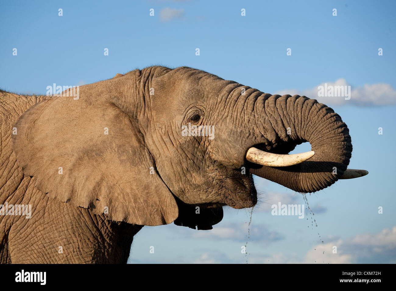 Elephant small tusks hi-res stock photography and images - Alamy