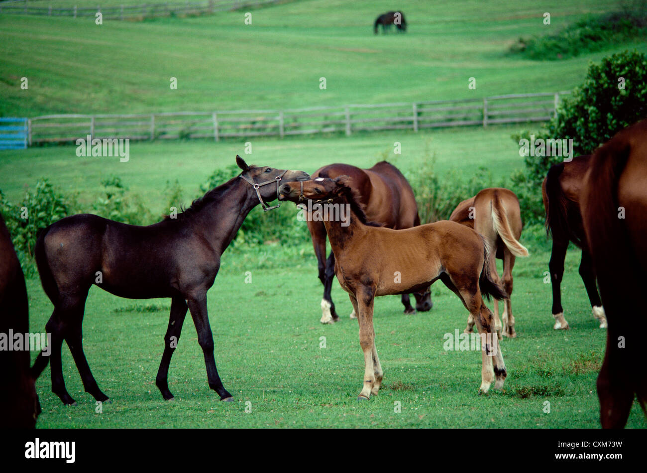 Trakehner crossbreed hi-res stock photography and images - Alamy