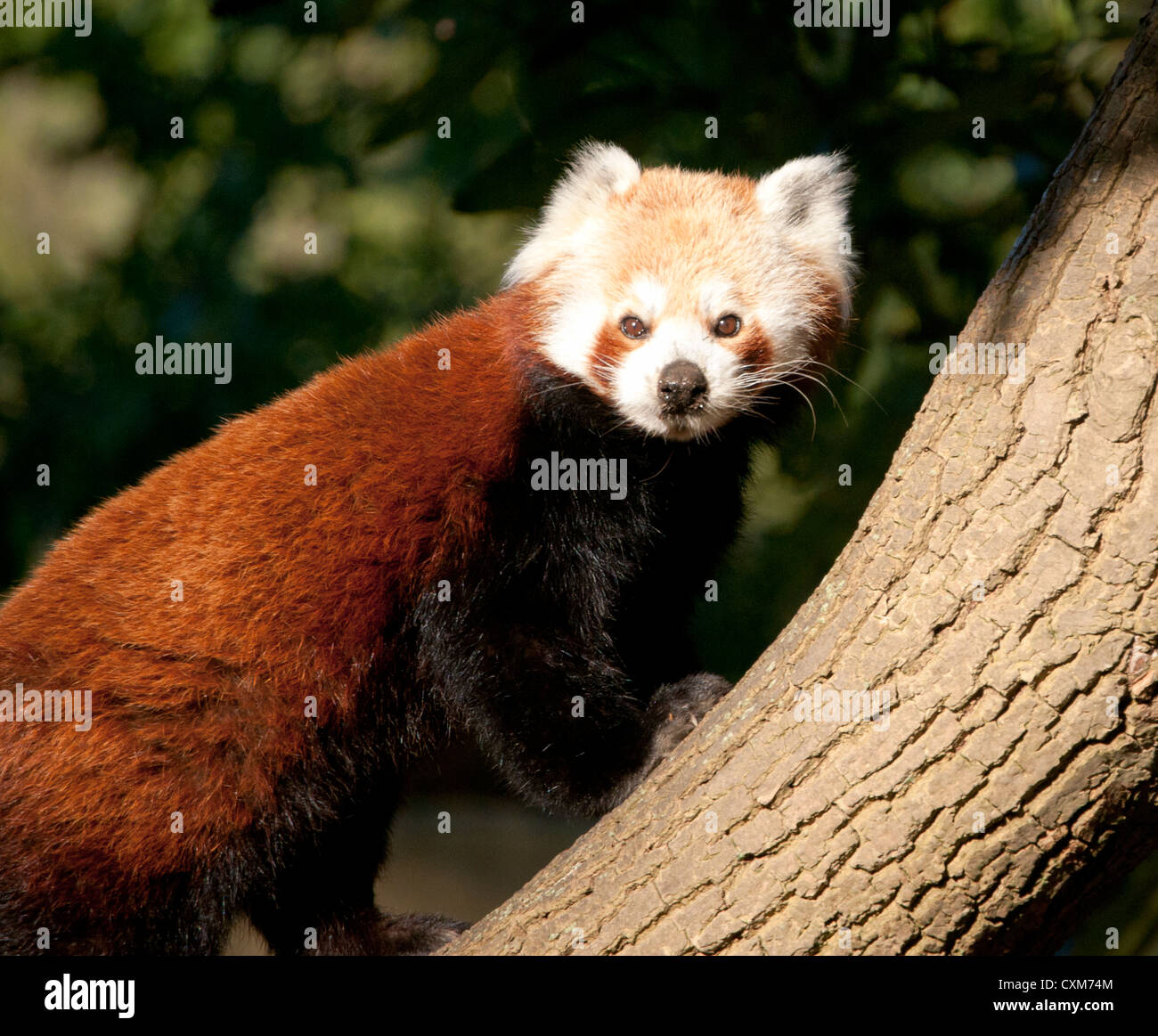 Red panda in tree Stock Photo - Alamy