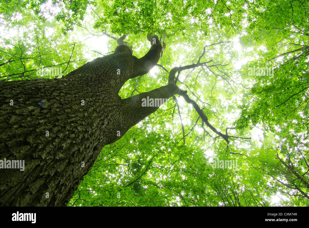 green forest background in a sunny day Stock Photo - Alamy