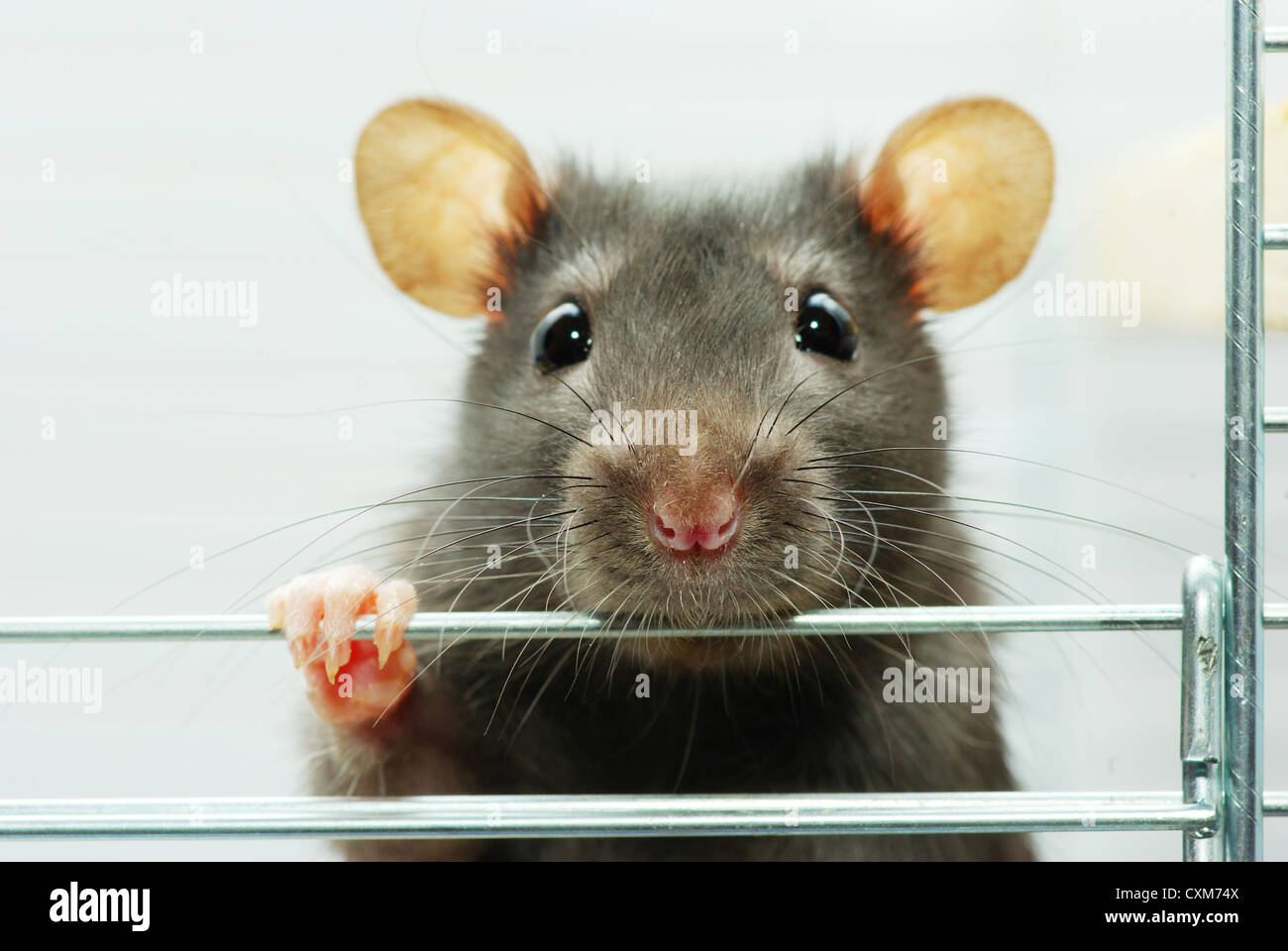 funny rat isolated on white background Stock Photo - Alamy