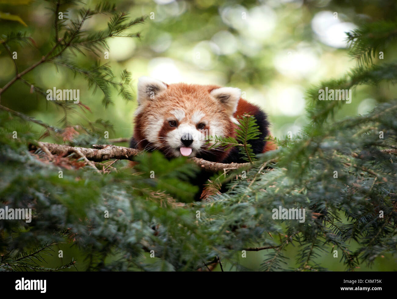 Red panda in tree Stock Photo - Alamy