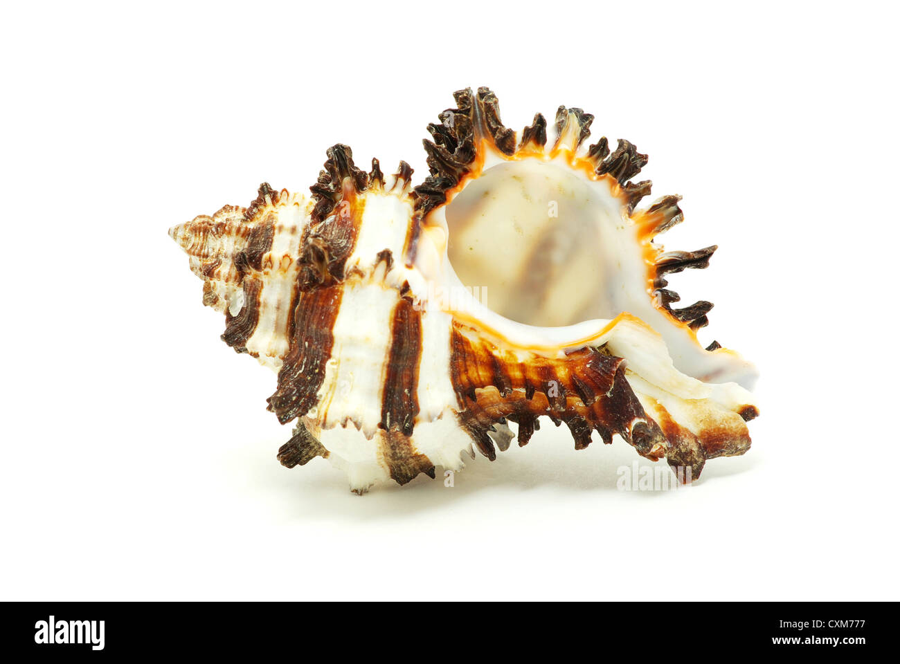 Sea shell isolated on white background Stock Photo - Alamy