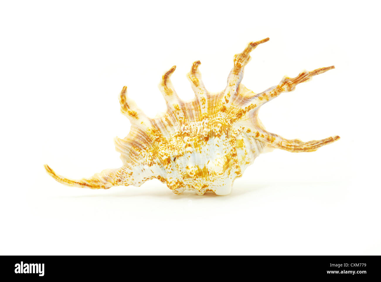 Sea shell isolated on white background Stock Photo - Alamy