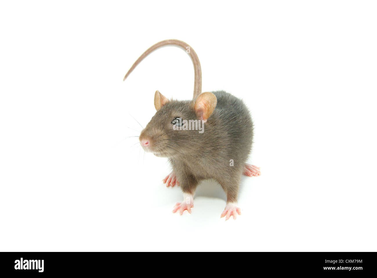 Funny rat hi-res stock photography and images - Alamy