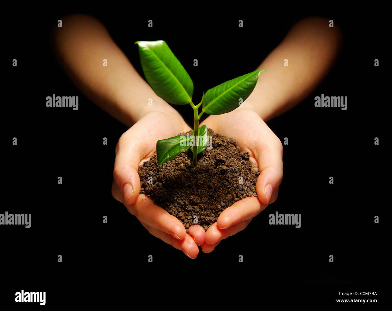 Hands holding sapling in soil on black Stock Photo - Alamy