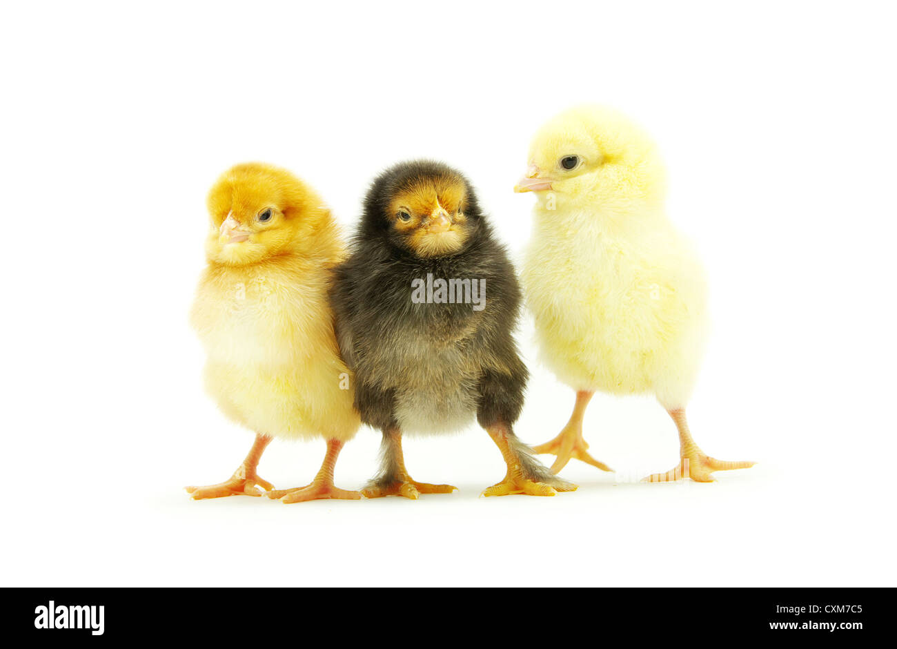 Cute little baby chicken isolated on white background Stock Photo - Alamy