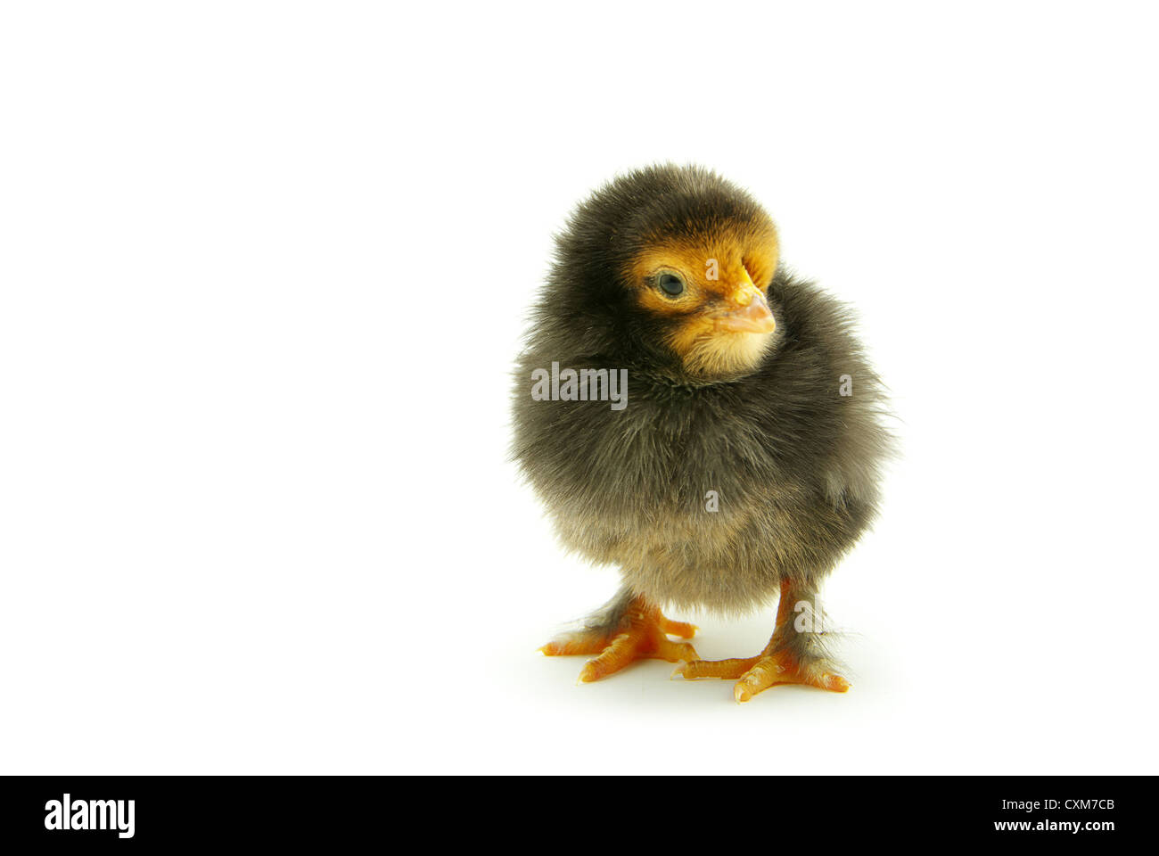 Cute little baby chicken isolated on white background Stock Photo - Alamy