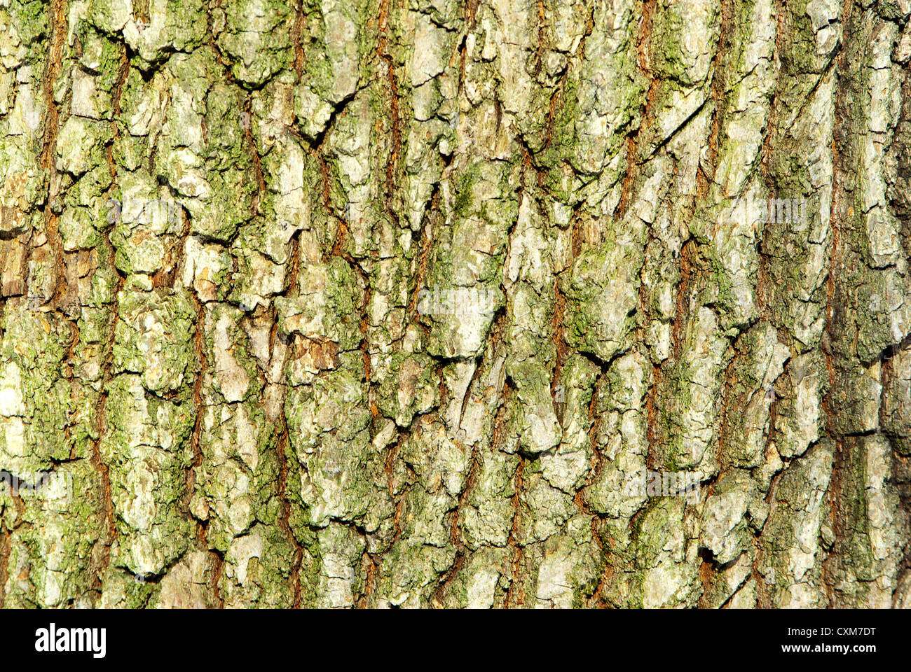 Texture coarse background of old tree Stock Photo - Alamy