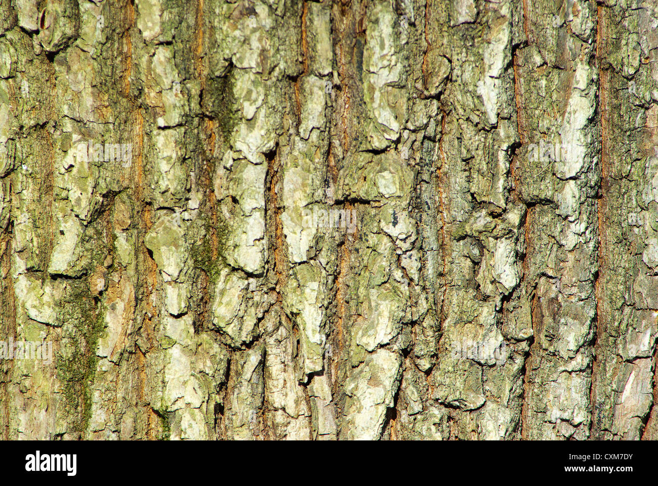 Texture coarse background of old tree Stock Photo - Alamy