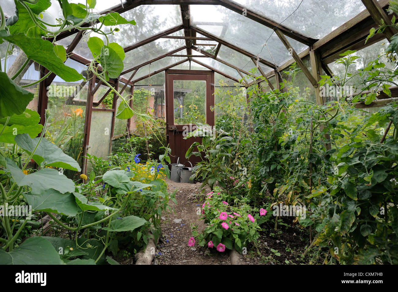Inside a greenhouse at the centre for alternative technology Stock ...