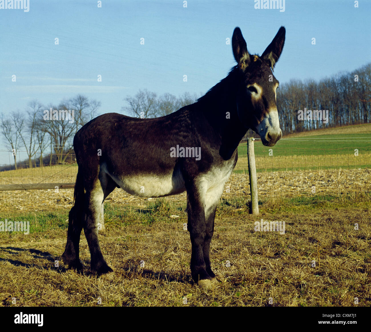 JACKASS OR MALE DONKEY ON AMISH FARM / PENNSYLVANIA Stock Photo - Alamy