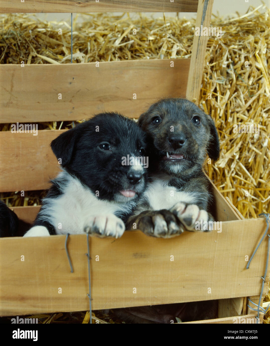 Five week old puppies hi-res stock photography and images - Alamy