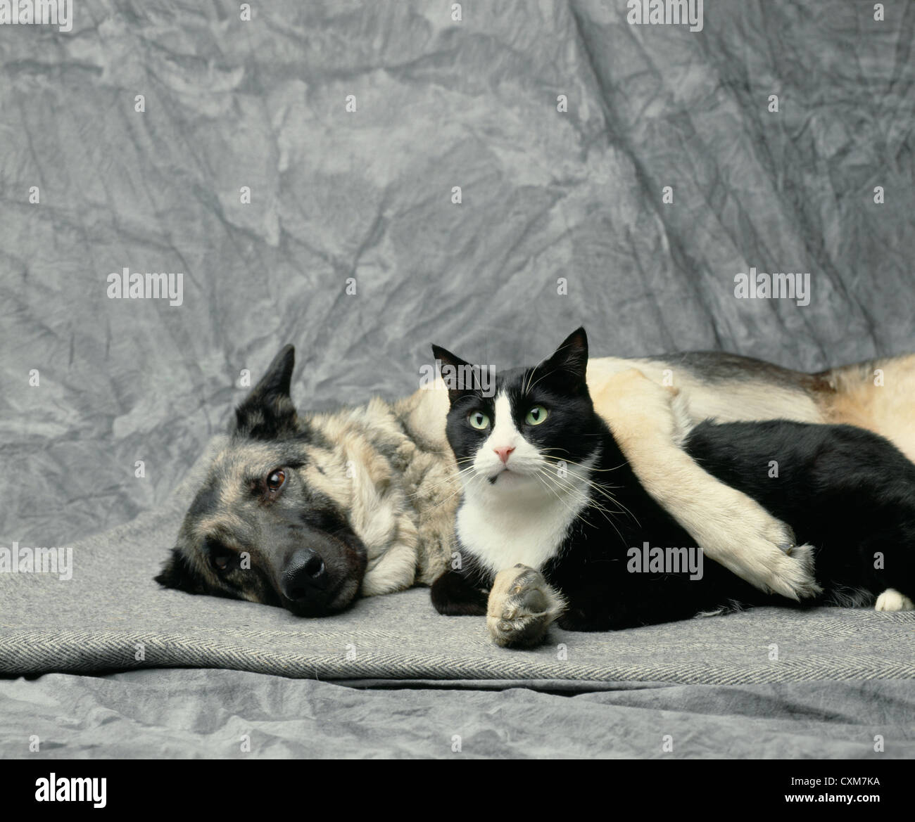 Dog mixed breed canine feline cat hi-res stock photography and images ...