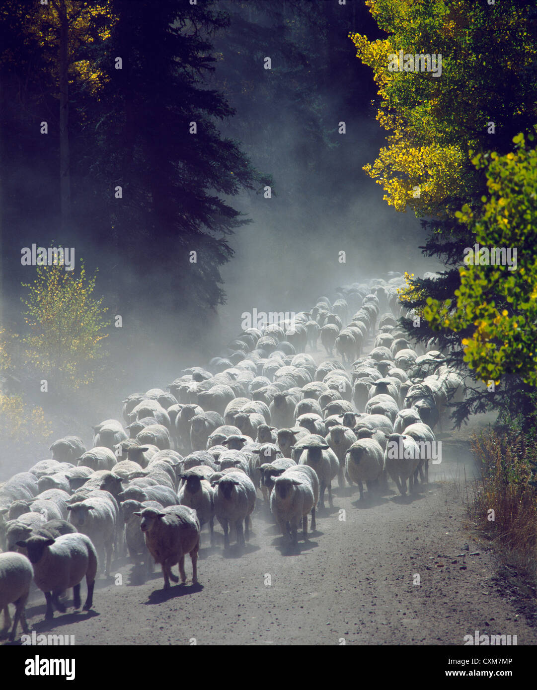 MOVING SHEEP COLORADO Stock Photo - Alamy
