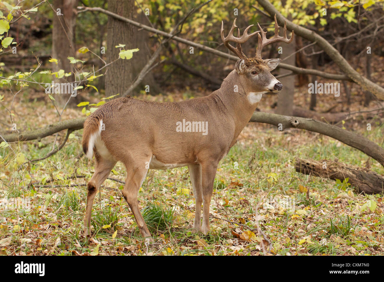 Ten point White-tailed deer buck in rut. Thatcher Woods, River Stock ...