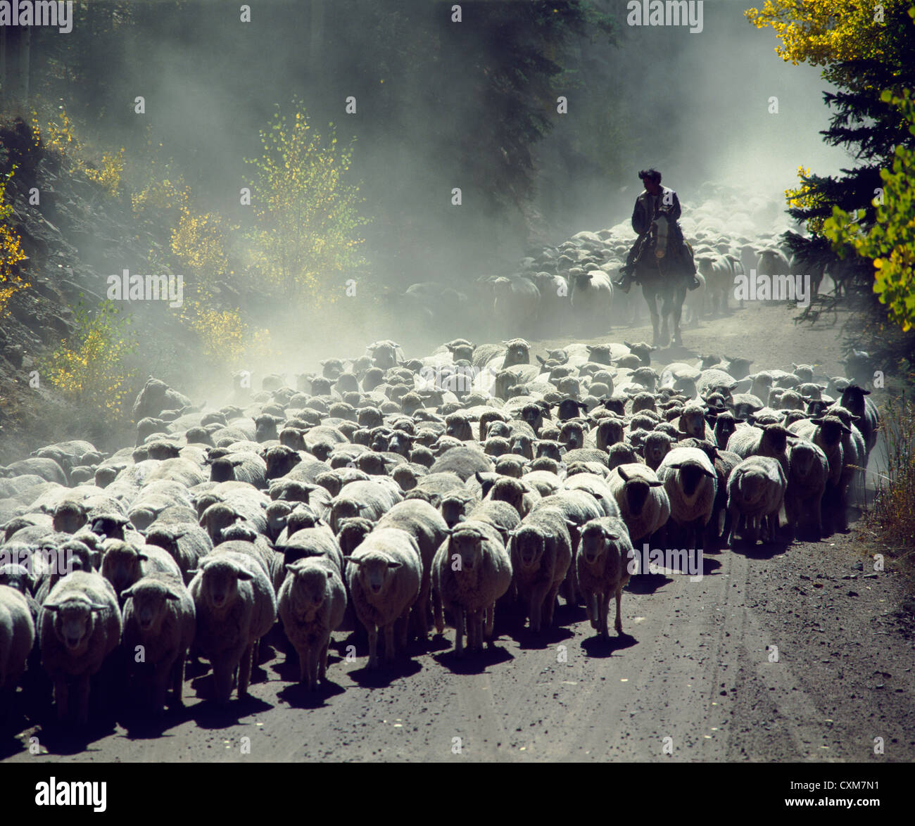 MOVING SHEEP COLORADO Stock Photo - Alamy