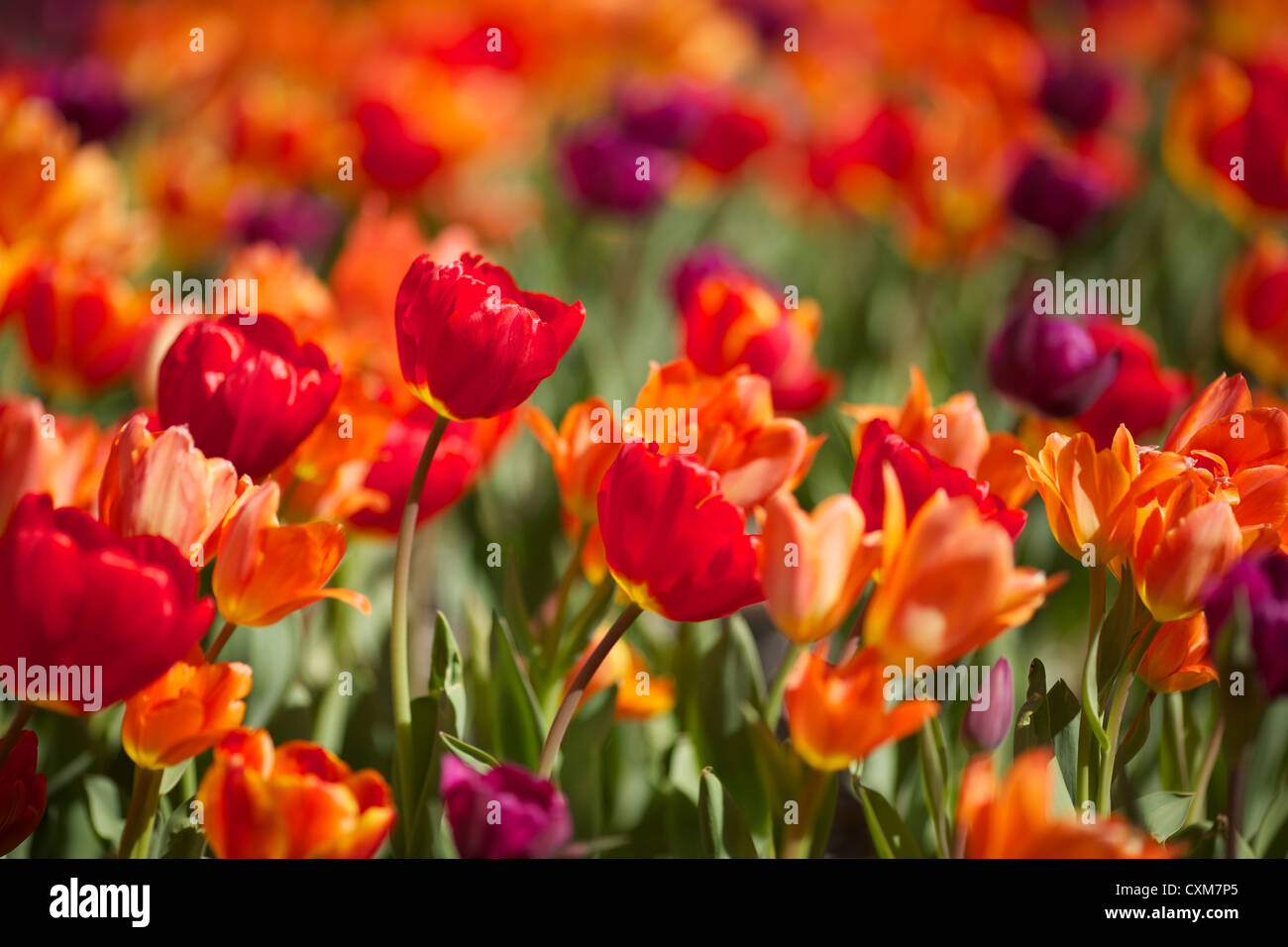 Tulips in bloom. Millennium Park Chicago Illinois Stock Photo - Alamy