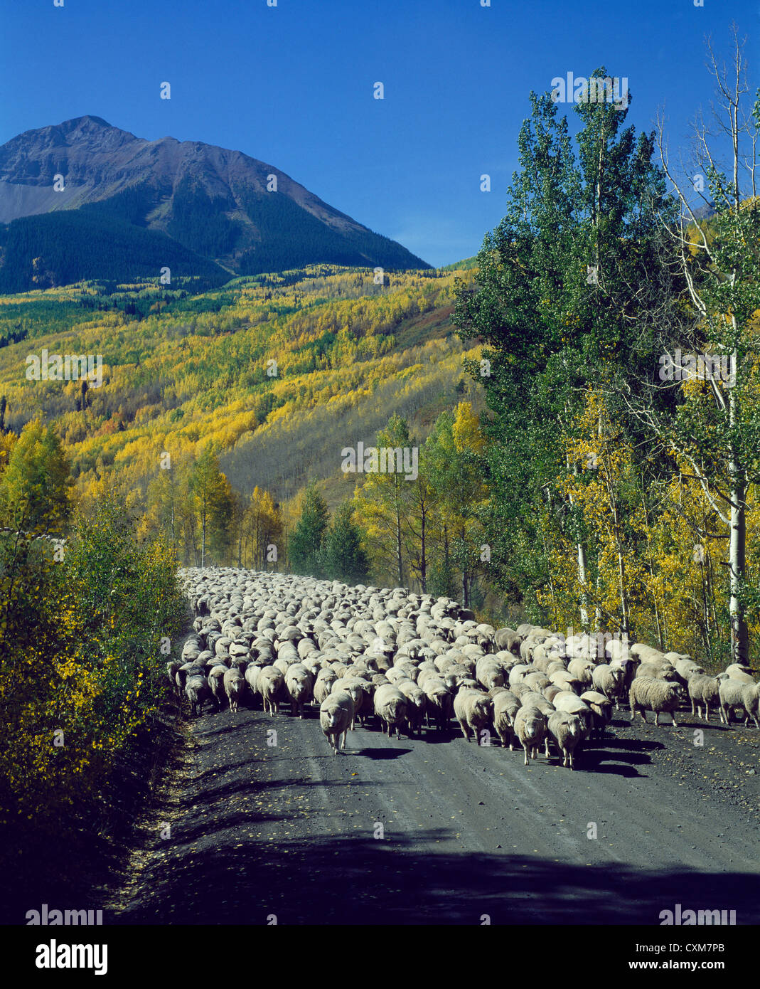 Wooly horse hi-res stock photography and images - Alamy